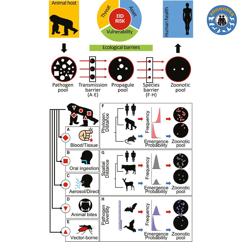 Disease ecology Archives - Zoonoses Journal