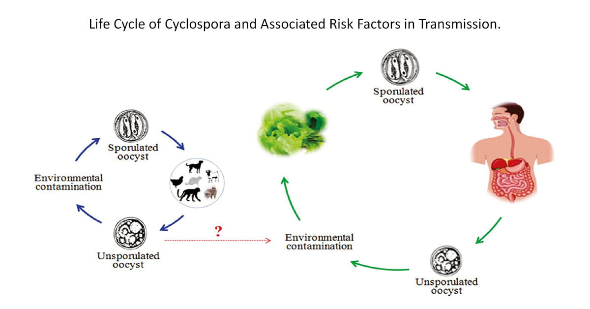 Cyclospora and Cyclosporiasis: The Nepalese Perspective