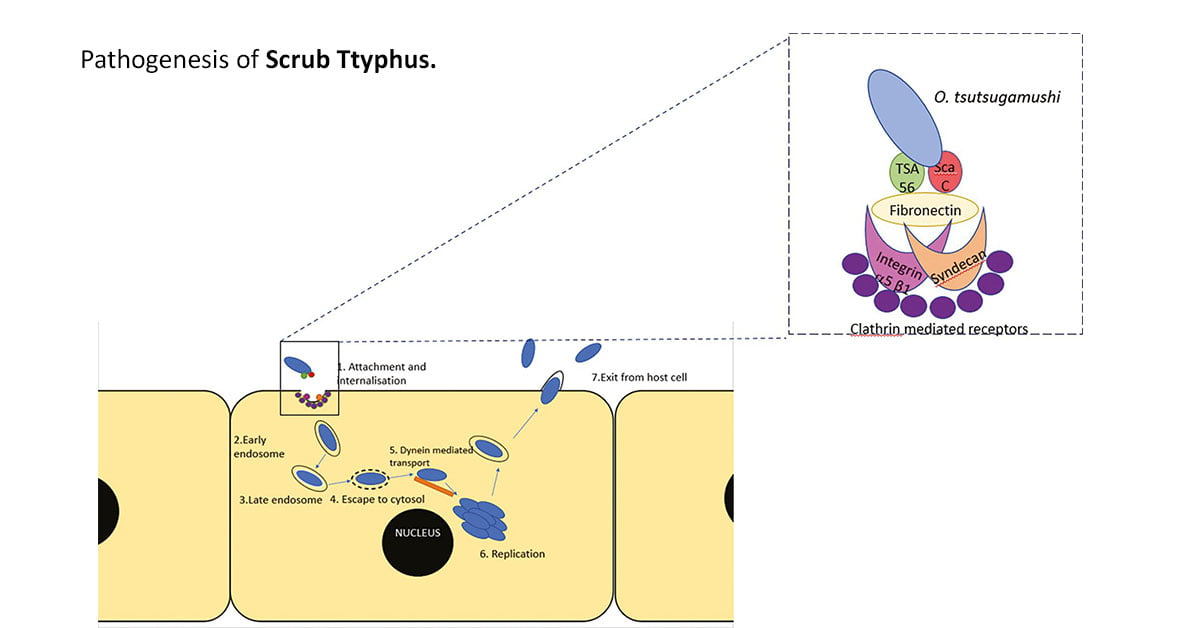 Scrub Typhus Diagnostics: The Present and the Future