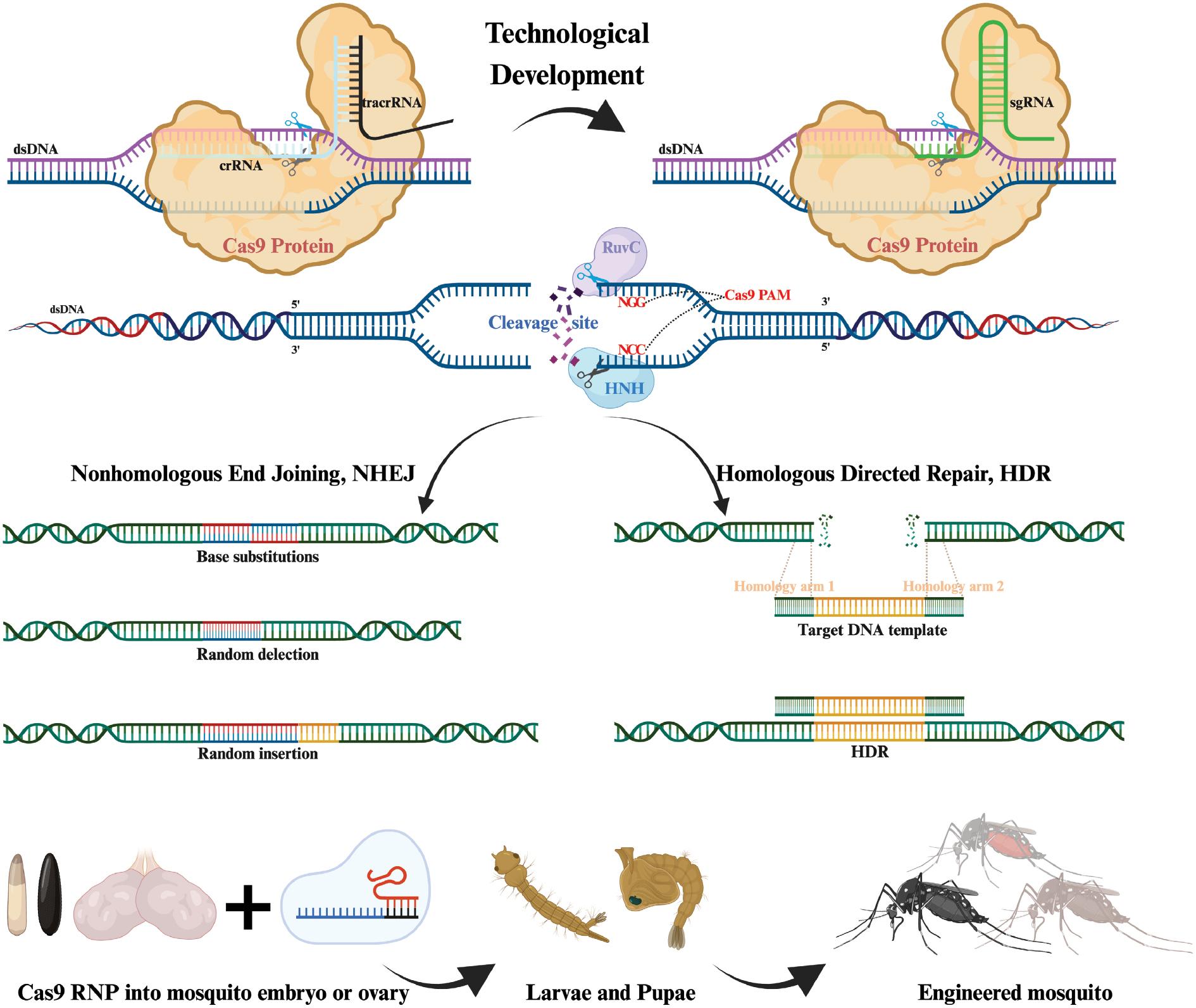 Advances in CRISPR/Cas9-Based Gene Editing Technology in Mosquitoes